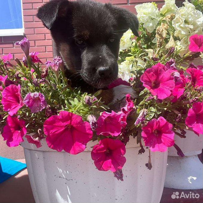 Щенуля в добрые руки