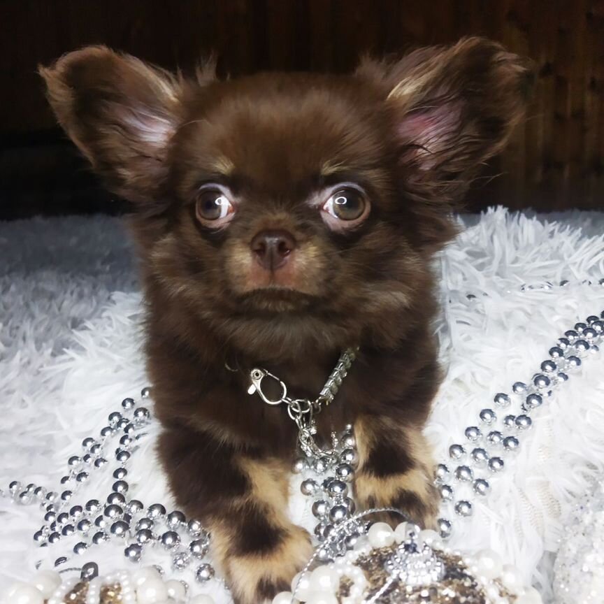 Чихуахуа мини