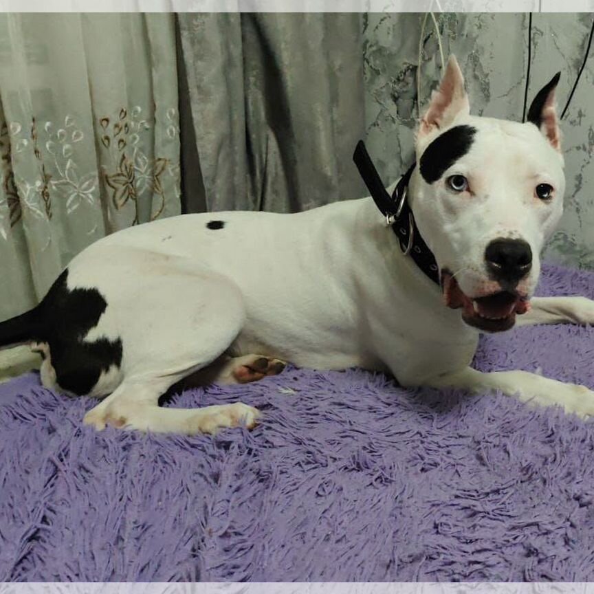 Американский стаффордширский терьер, взрослый пёс