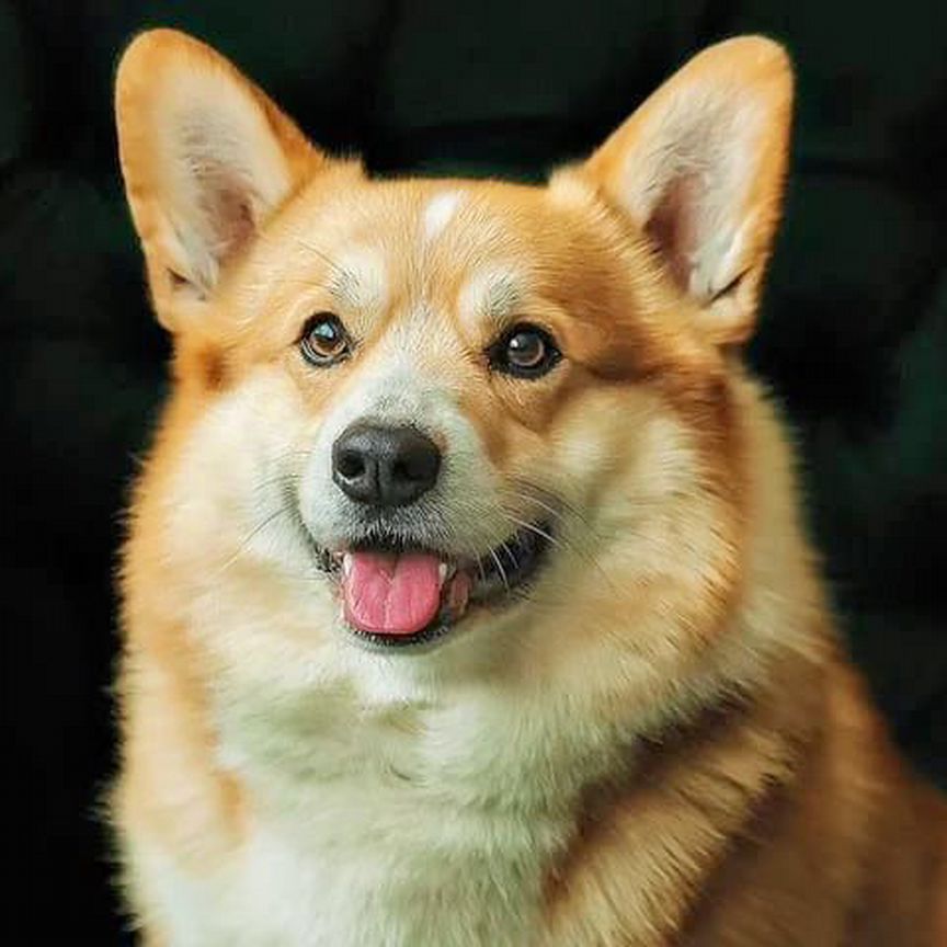 Щенки корги