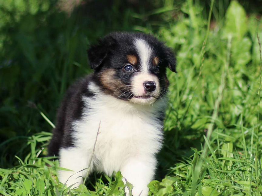 Австралийская овчарка аусси