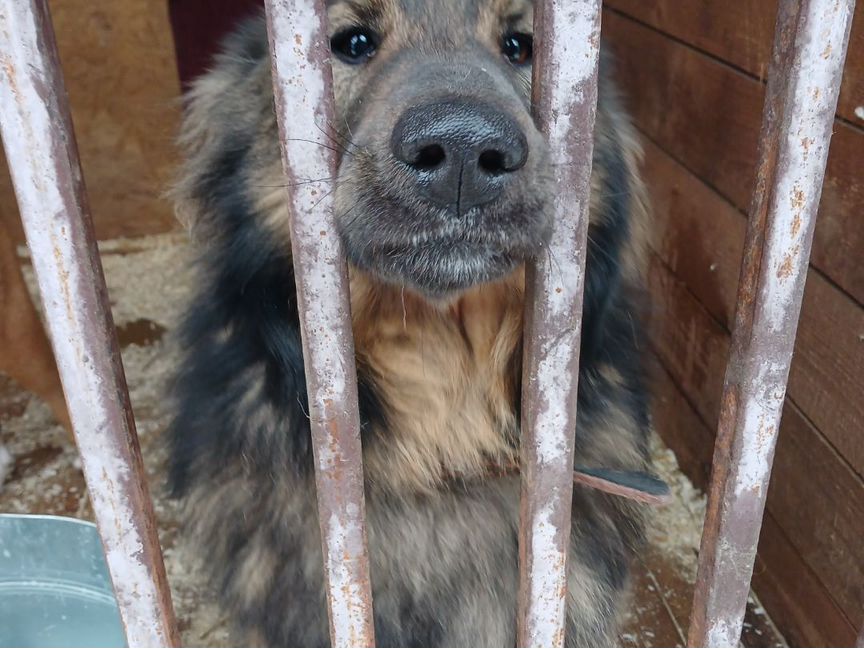 Погуляй с собаками из приюта