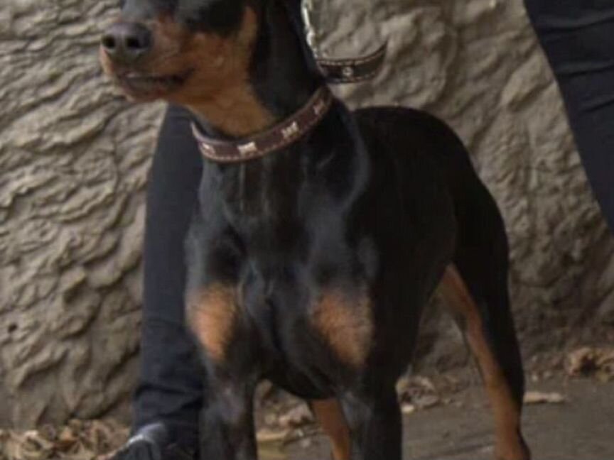 Немецкий пинчер