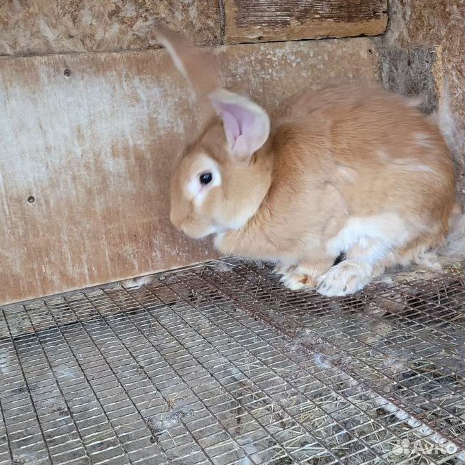 Кролик, крольчата