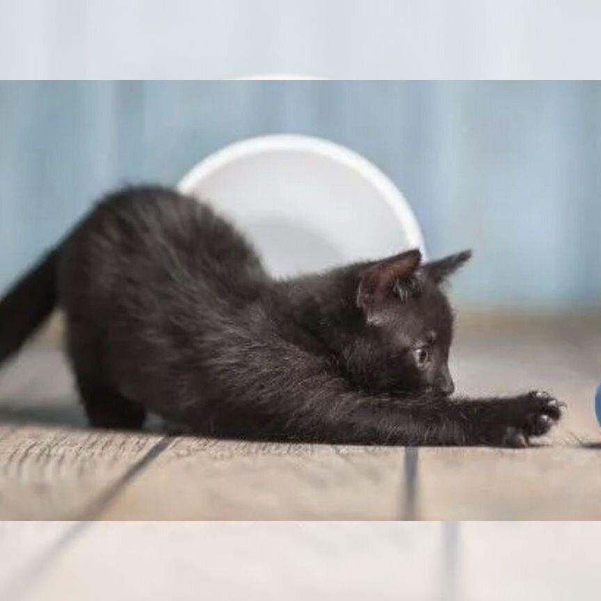 Котенок 1,5 месяца