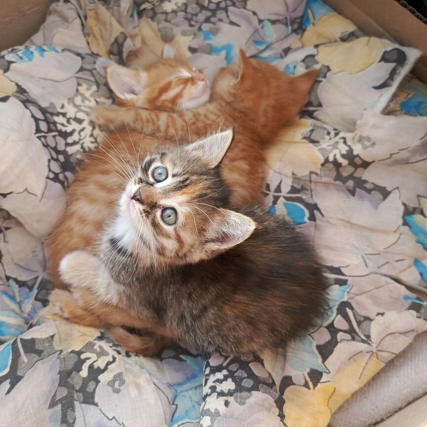 Котята в добрые руки