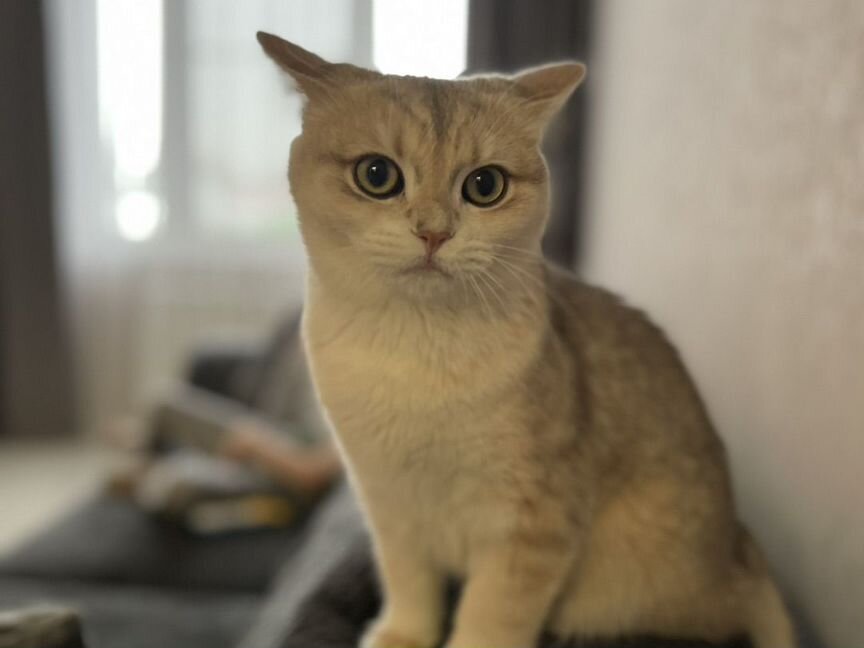 Отдам шотландского котенка (золотая шиншилла)