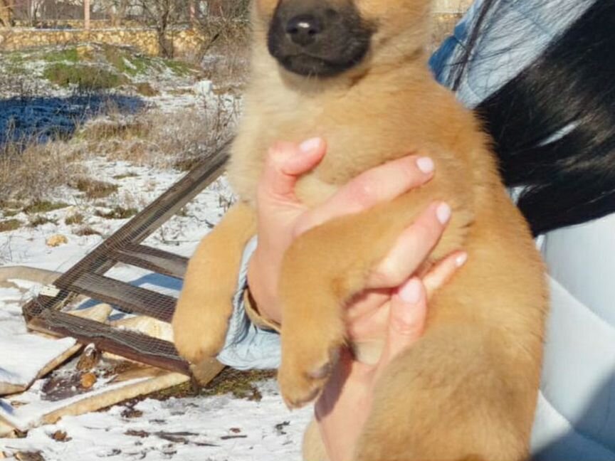 Щеночки красивые 2 месяца