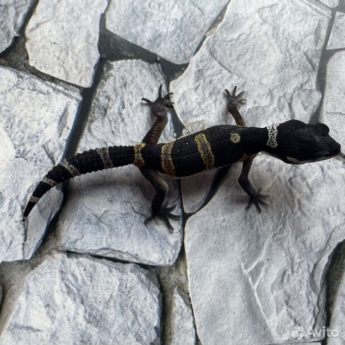 Эублефар black night