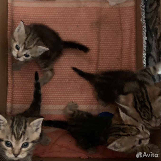 Британские котята шиншилла