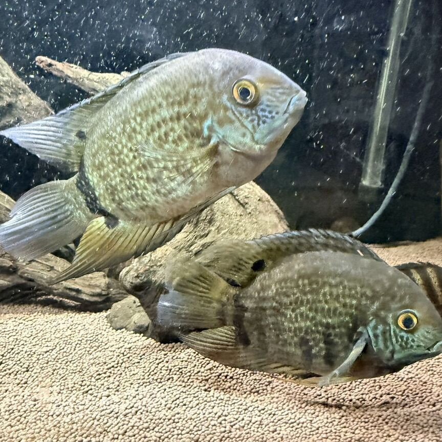 Северумы