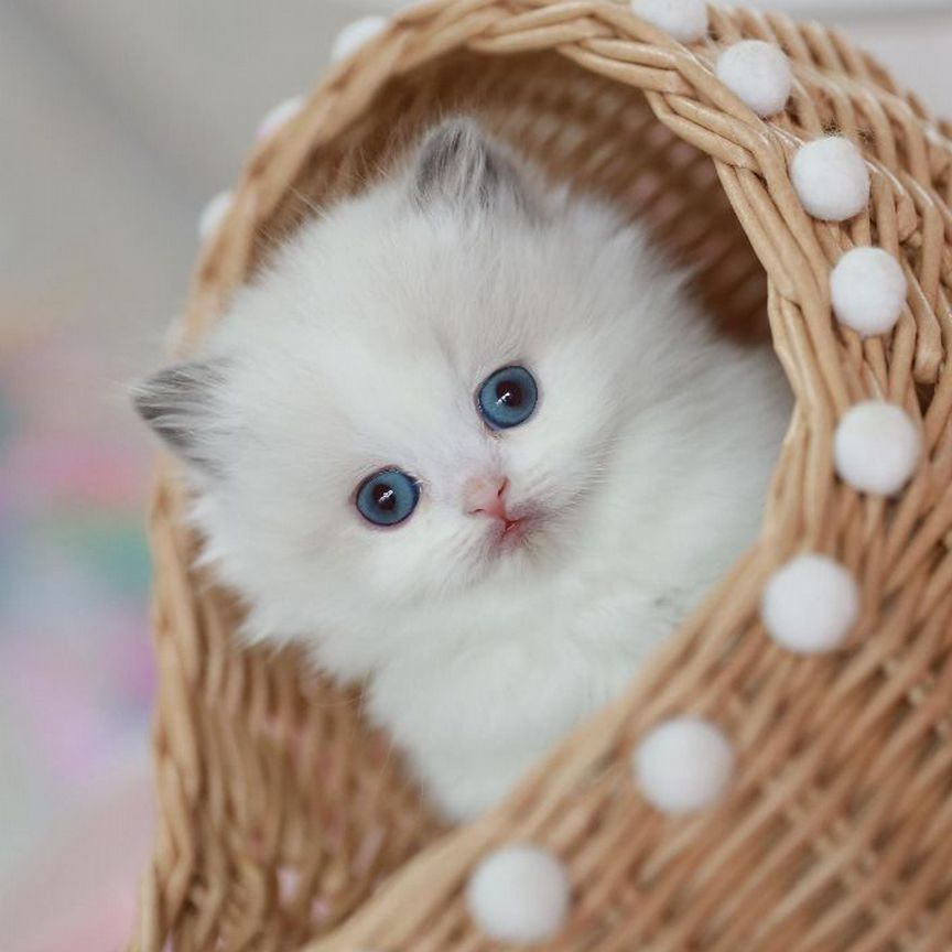 Британский короткошёрстный котёнок