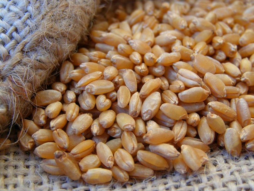 Пшеницая яровая мягкая 4 класс