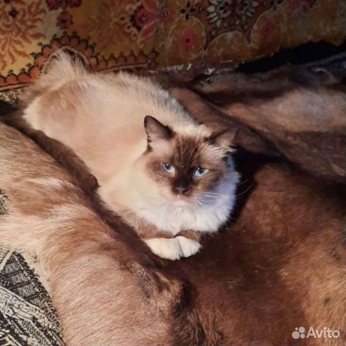 Кошка рэгдолл с родословной в разведение