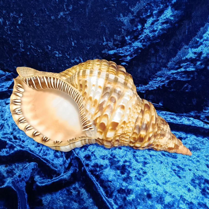 Ракушка Харония Тритонис Тритон 29см