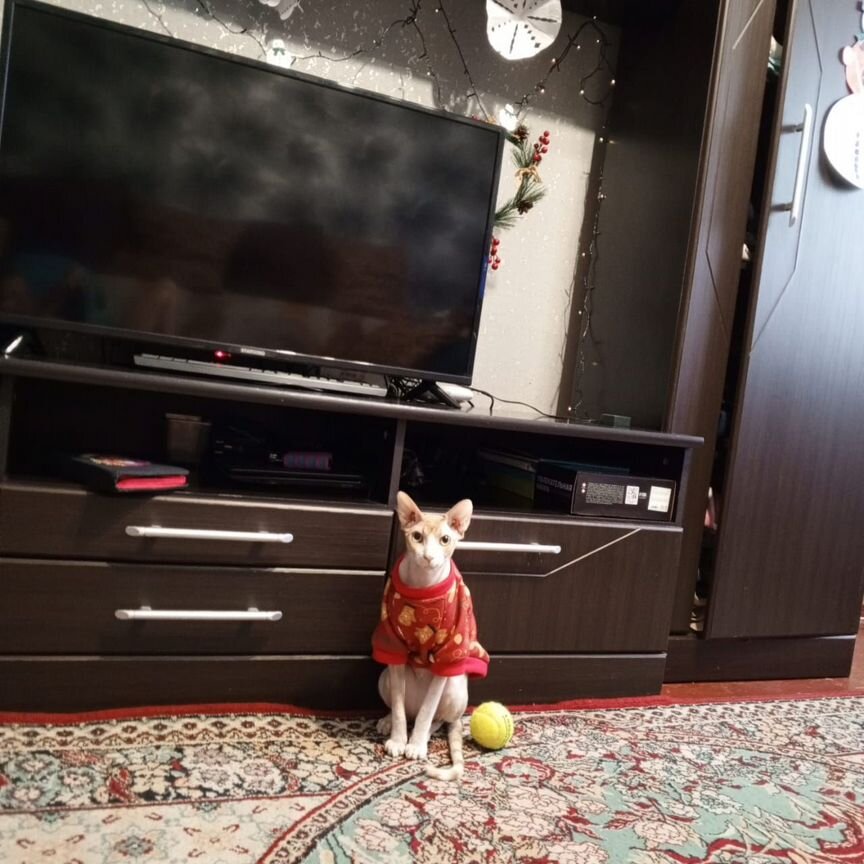 Канадский сфинкс