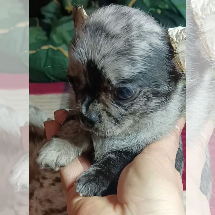 Чихуахуа, щенок