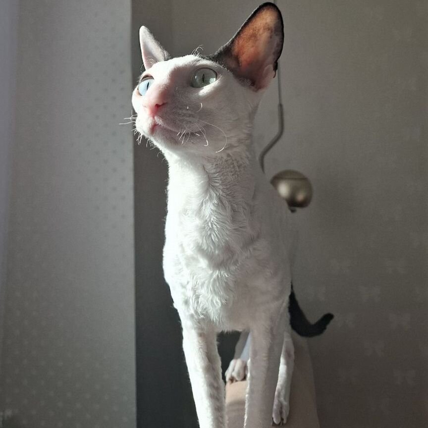 Кошка корниш-рекс