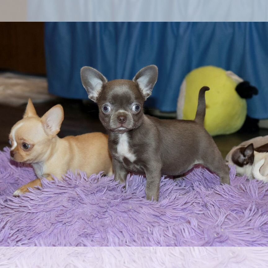 Лиловая модница чихуахуа с доставкой и видео