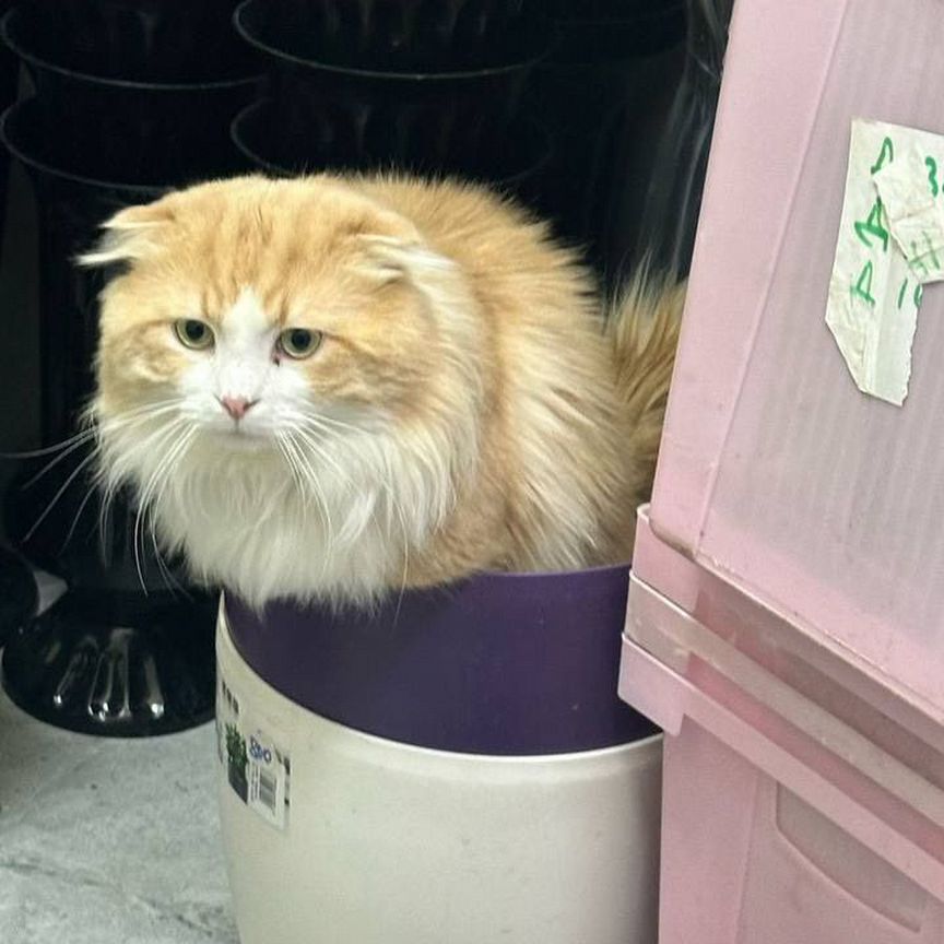 Котик в добрые руки
