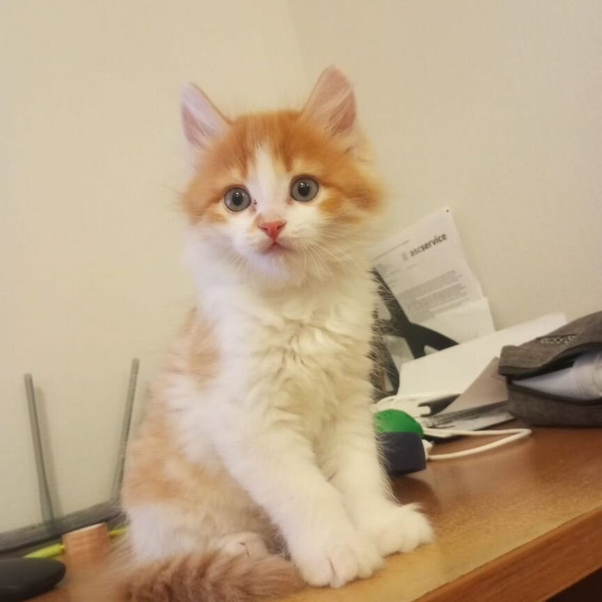 Котята