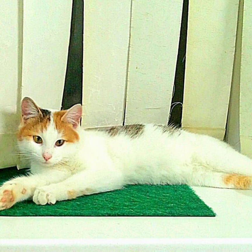 Ласковая кошечка Кассандра