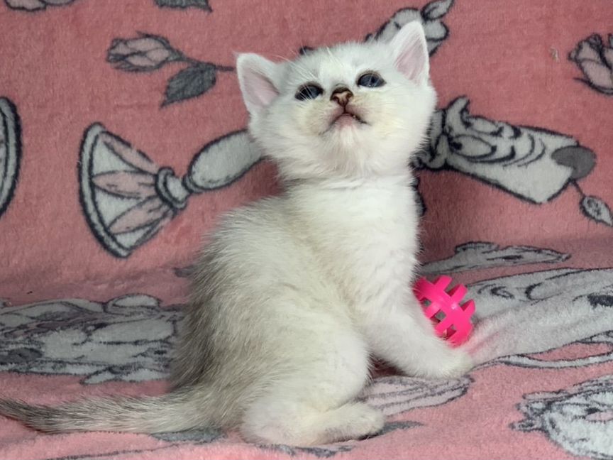 Британский котенок серебристая шиншилла мальчик