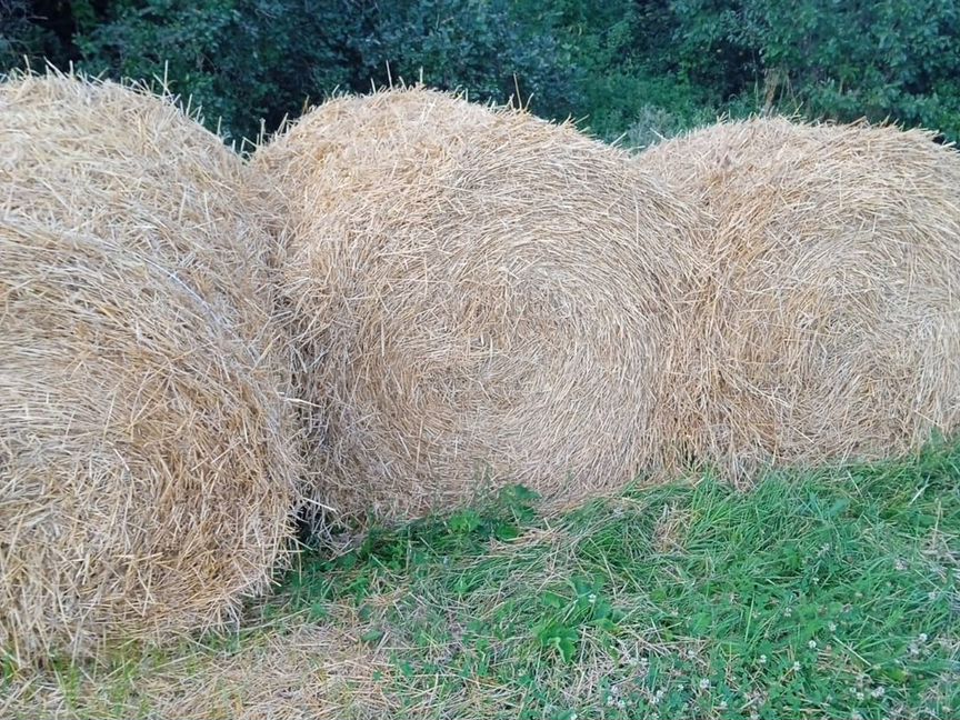 Ячменная солома