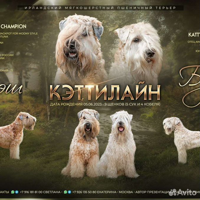 Щенки пшеничного терьера для вас