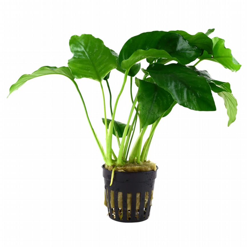 Анубиас Криспус Волнистый