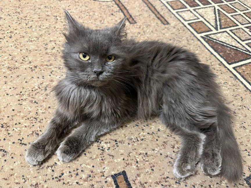 Кот Дымок