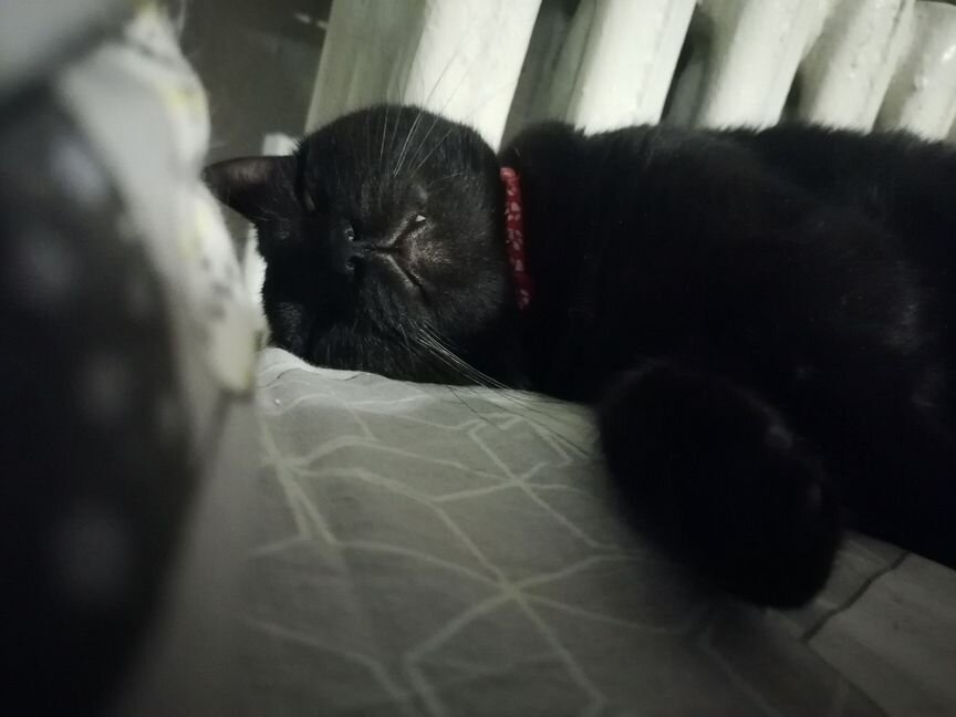 Жирная ласковая вредная кошка