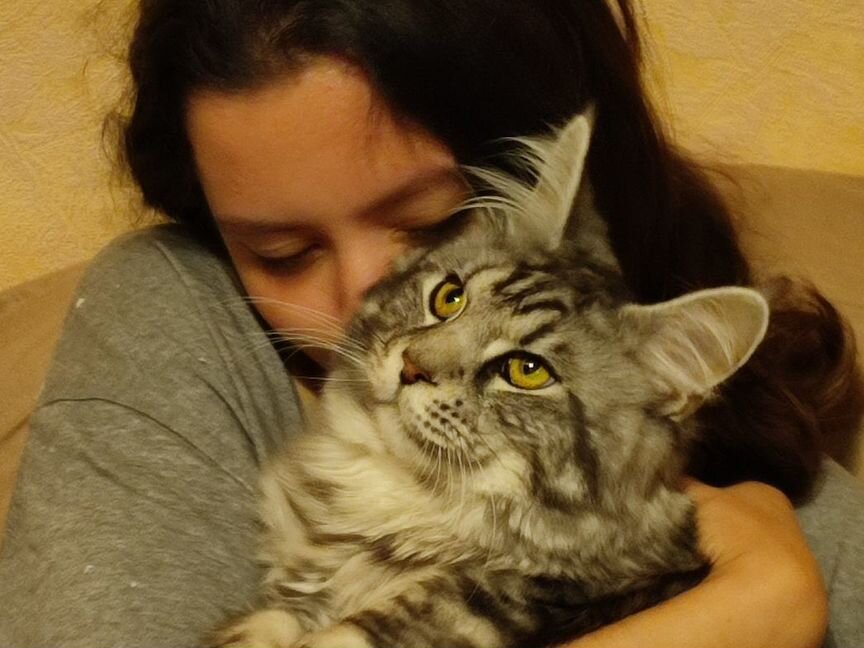 Кот для вязки мейн-кун