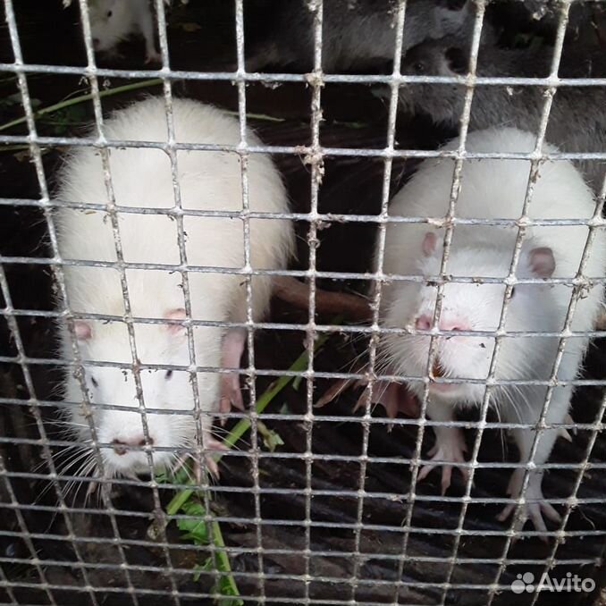 Продаются нутрии