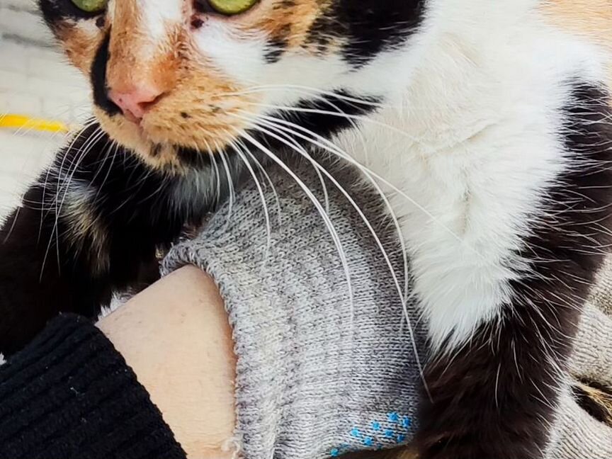 Кошка в дар