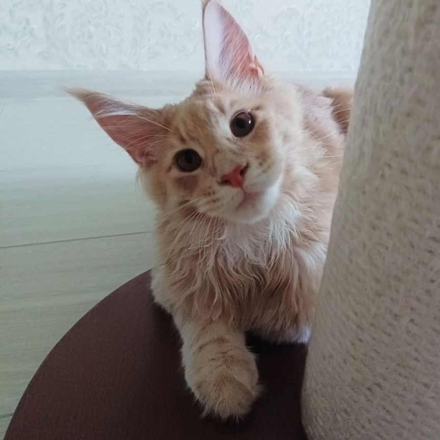 Красотка мейн-кун