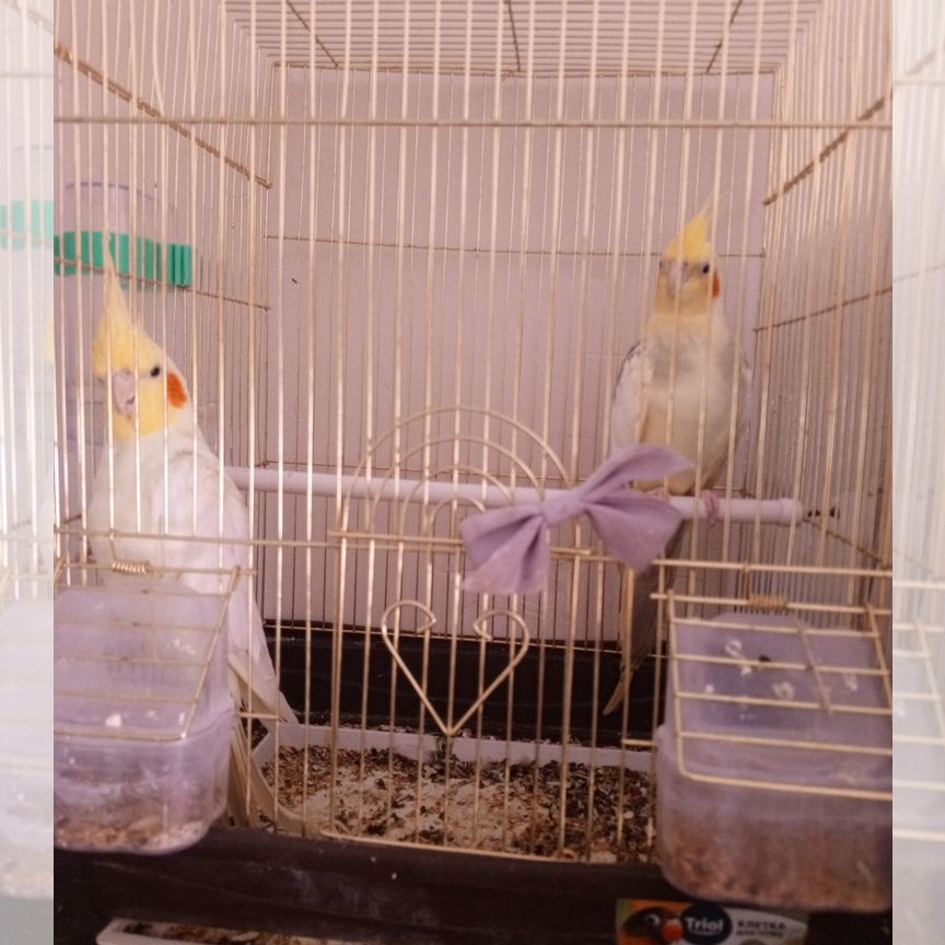 Попугай корелла с клеткой