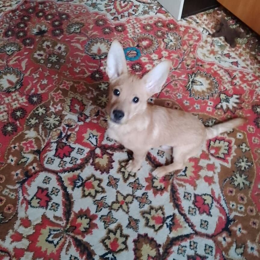 Русский той-терьер