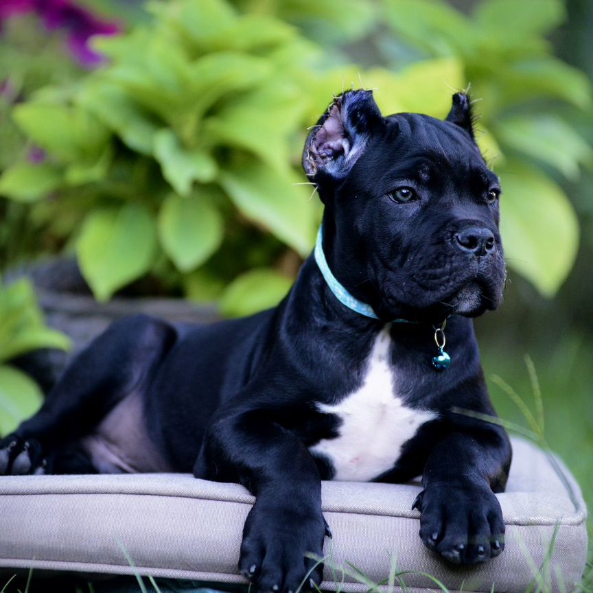 Итальянский Кане Корсо от Чемпиона