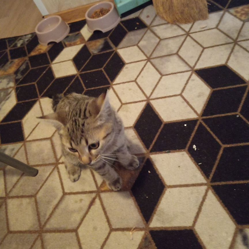 Отдам бесплатно в добрые руки