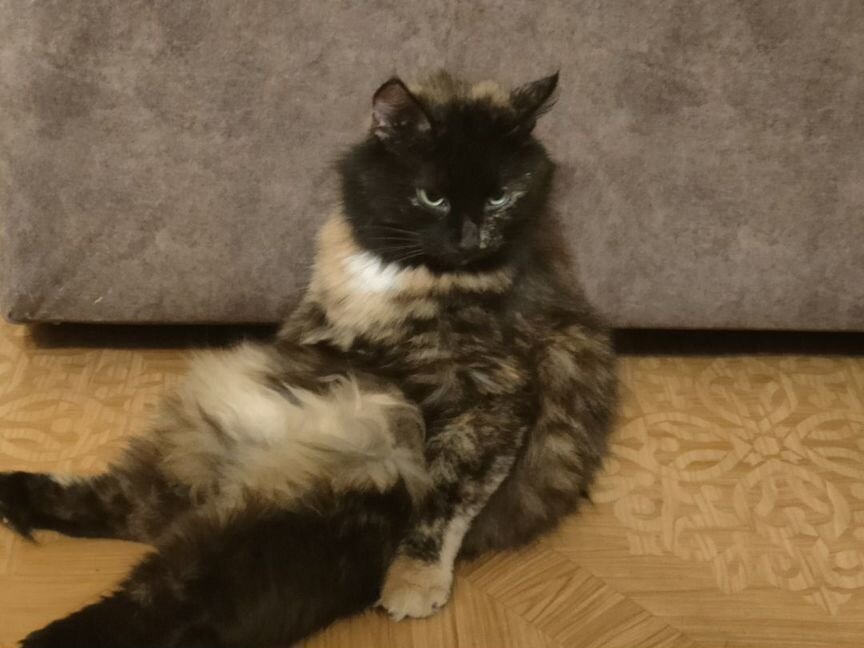 Передам кошку в добрые руки