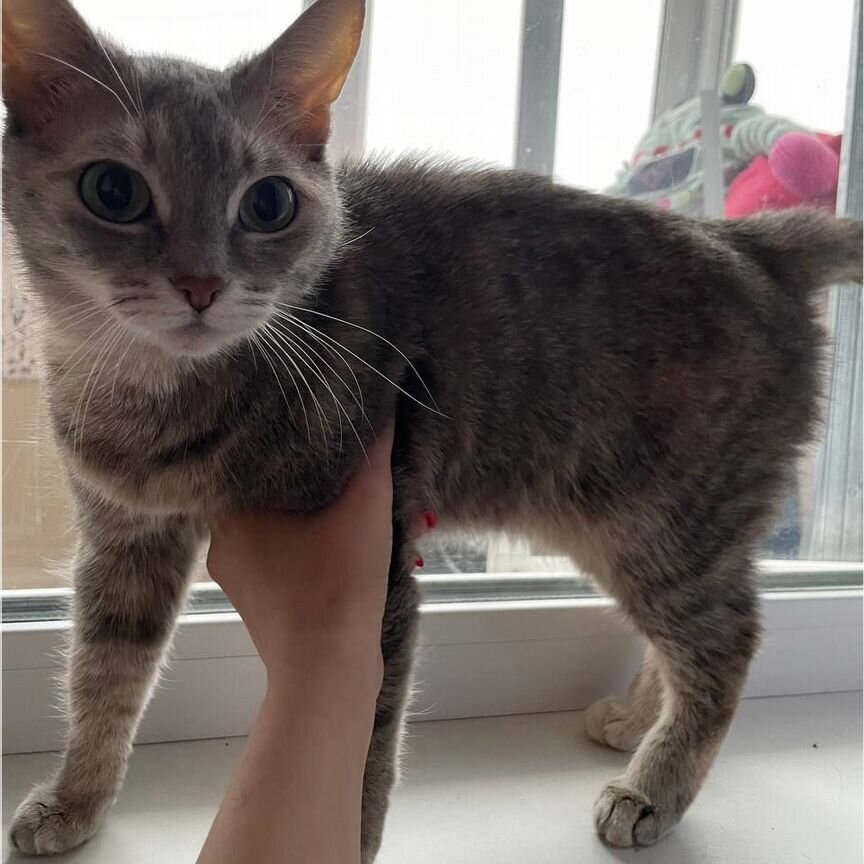 Кошка бесплатно