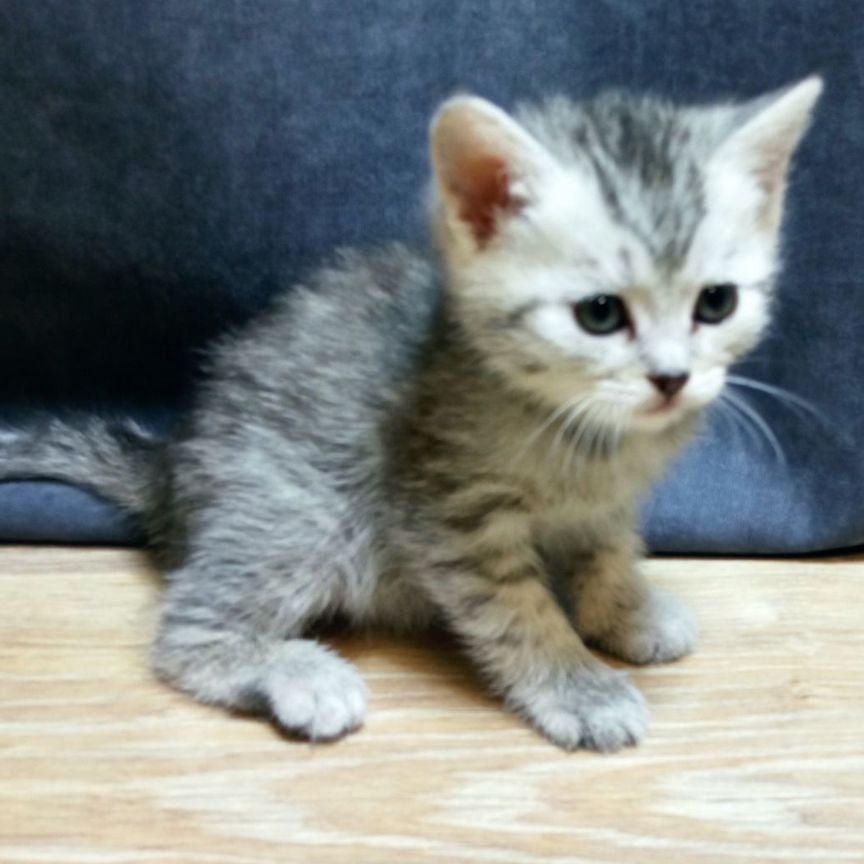 Шотландский вислоухий короткошёрстный котёнок