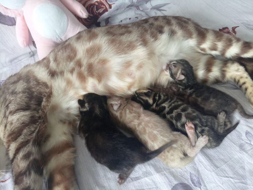 Бенгальские котята с документами