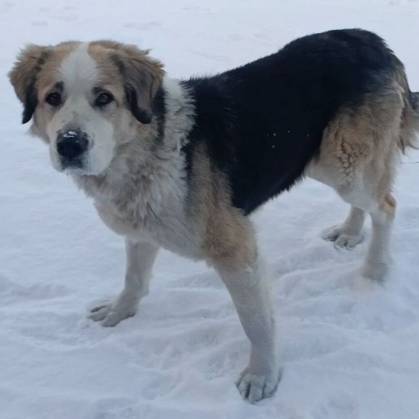 Взрослый пёс в добрые руки