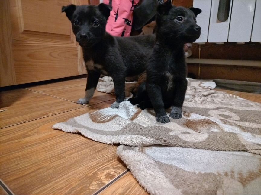 Щенки от средней собаки