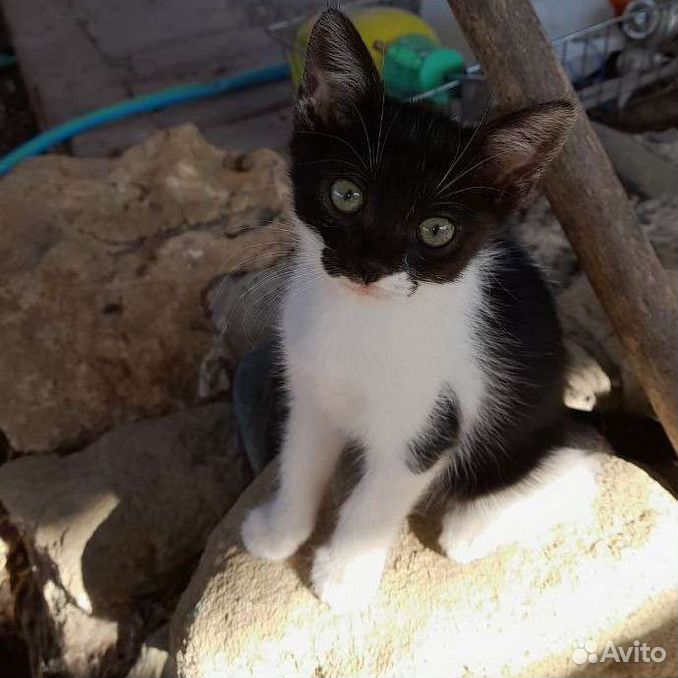Котёнок красивой расцветки