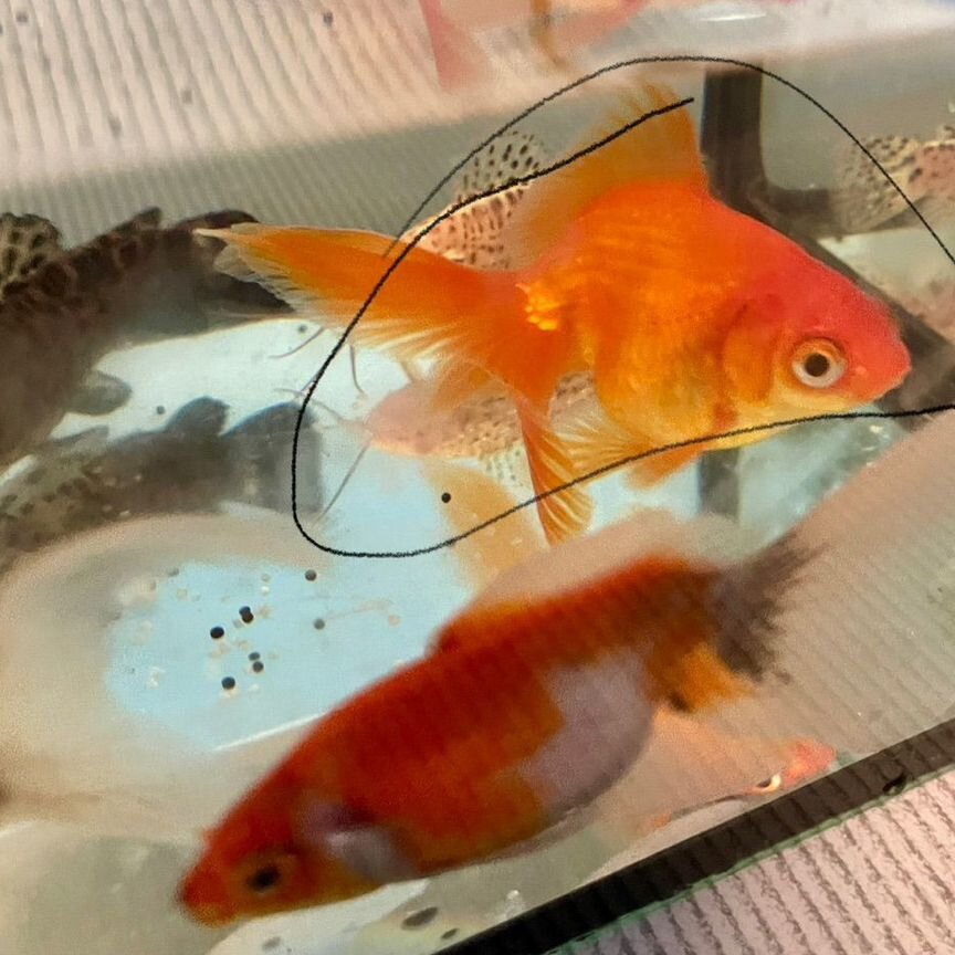 Золотая рыбка вуалехвост