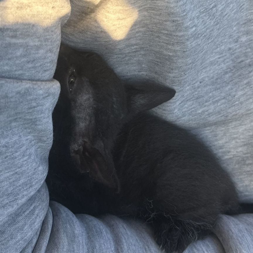 Донской сфинкс котёнок