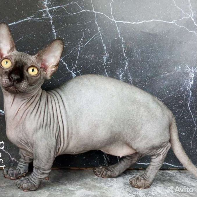 Бамбино Сфинкс